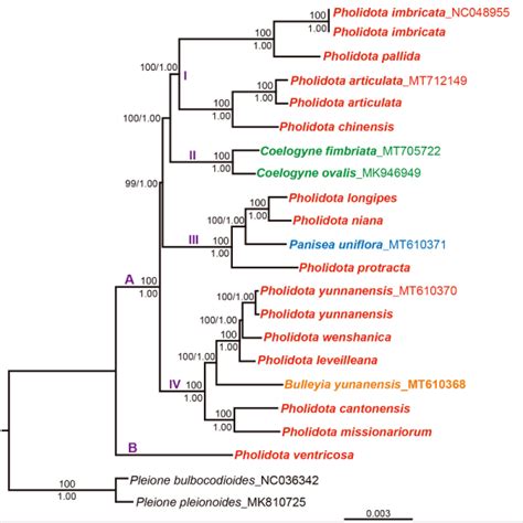 石仙桃叶绿体基因组进化和系统学研究获进展 植物 物种 序列