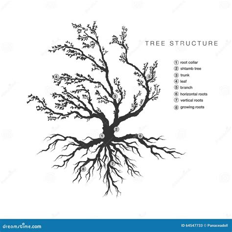 General Structure Of Tree With A Description Cartoon Vector