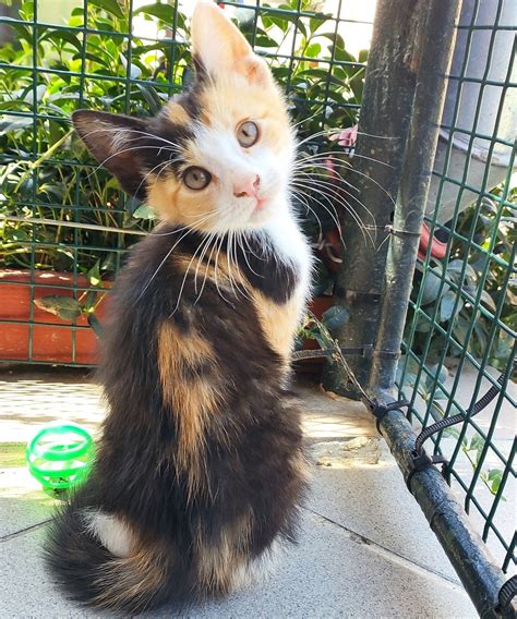 Cuketka Kočičí Domov Sluníčko