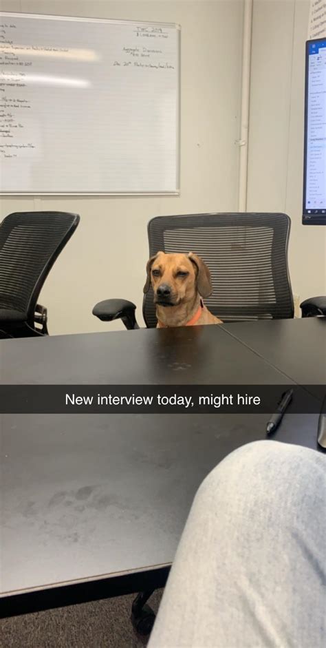 Ruff Day At Work 1010 Would Hire Rrarepuppers