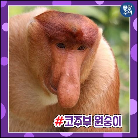 못생긴 검은 밈 얼굴