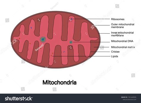 Mitochondria Eukaryotic Cell Stock Illustration 1761649595 Shutterstock