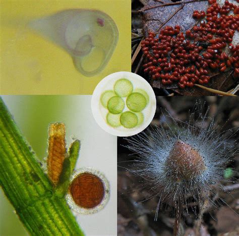 Microbial Eukaryotes Origin Evolution And Biology Microbial Eukaryotes