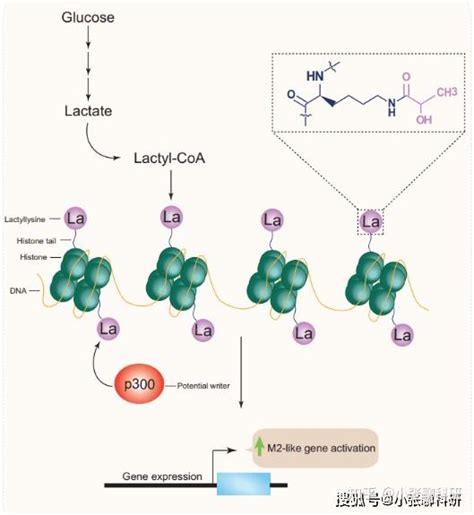 【热点综述】表型选了代谢重编程，那机制怎么办？这个机制热点适配度100 知乎