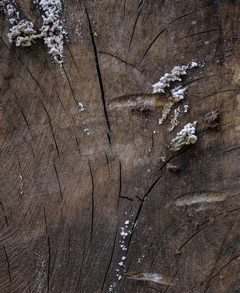Dry Tree Texture Tree Bark Background Texture Stock Photo Image Of Abstract Green 294118920