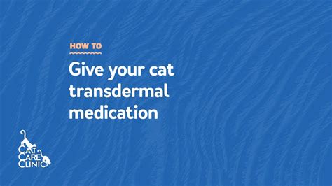 How To Apply A Transdermal Medication To Your Cat Cat Care Clinic