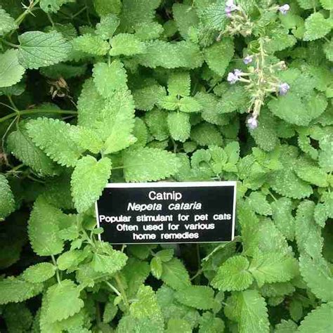 Catnip What Is It And How Does It Affect Cats