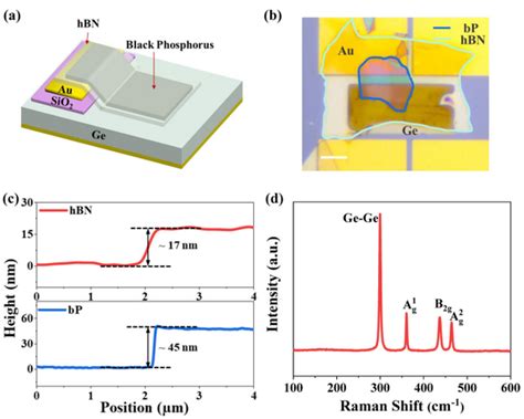 黑磷 锗异质结器件带有偏振光敏感性的光探测器介绍 教育装备采购网