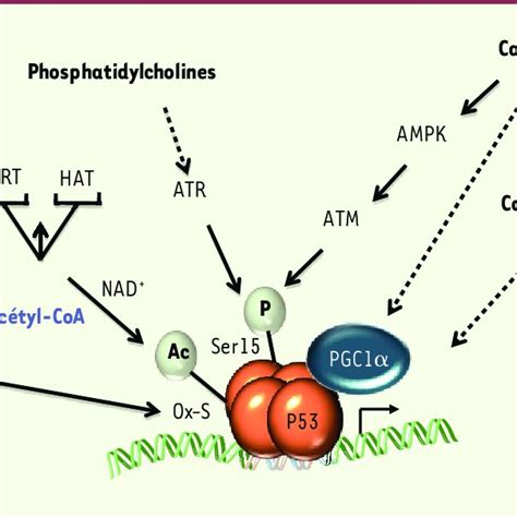 P53 Binds To And Transactivates The P53 Responsive Element In Human