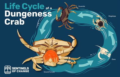Blue Crab Life Cycle Crab Cruising Estuarium Opens Up River Tours To