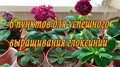 6 Основных составляющих для успешного выращивания глоксиний - YouTube