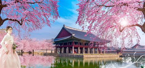 Du Lịch Hàn Quốc Ngắm Hoa Anh Đào