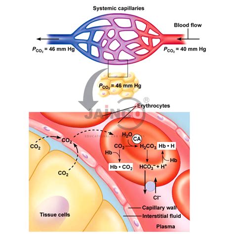 Haemoglobin Buffer System Model Manufacturers Supplier And Exporters In