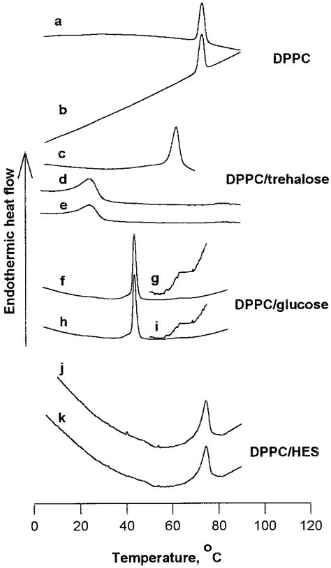 Dsc Traces Of Phase Transitions Of Freeze Dried Dppc During First A