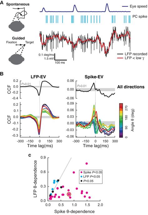 multiplexed coding by cerebellar purkinje neurons elife