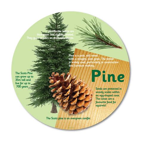 Identifying Tree Signs Identifying Tree Signs