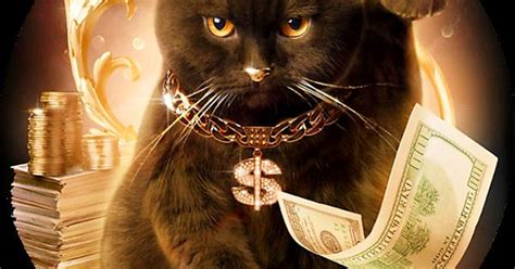 Fent Cat Album On Imgur