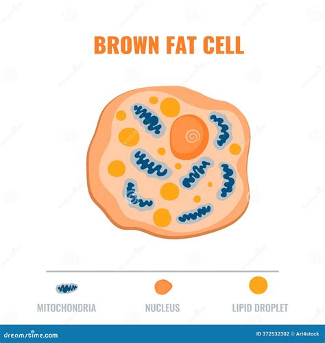 Adipose Tissue Obesity Overweight Line Icon Vector Illustration