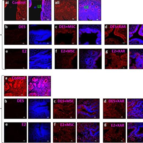 Improved Expression Of Differentiation Numb And Endometrial