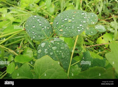 Capillary Action On Plant Leaves A Tiny Invisible Force Pulling Water Up Against Gravity That