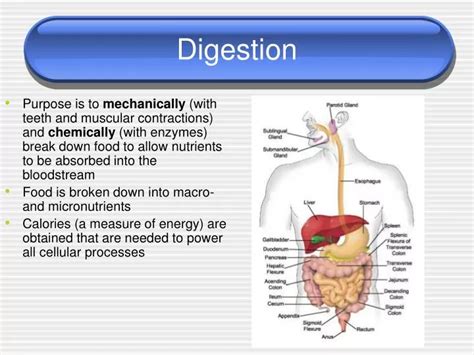 Ppt Digestion Powerpoint Presentation Free Download Id5493033