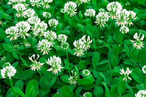 Clover Flower