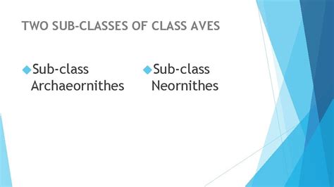 Class Aves Classification On The Basis Of Teeth