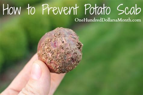 How to Prevent Potato Scab - One Hundred Dollars a Month