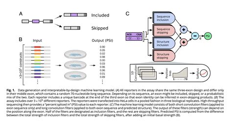 Unraveling Gene Regulation With Deep Learning A New Ai Approach To Understanding Alternative