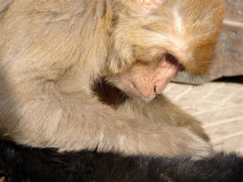 Monkey Mood Photograph By Anand Swaroop Manchiraju Pixels