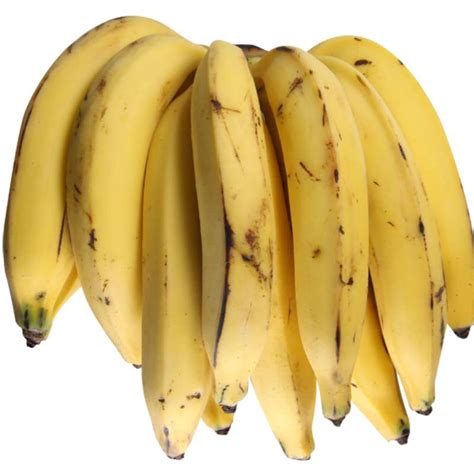 Adubação E Plantio Da Banana Pacovan Mundo Ecologia