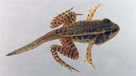 Facts About Froglets Frogpets