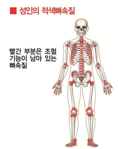 해부학 뼈 골격 Human Bone Anatomy 691hue 네이버 블로그