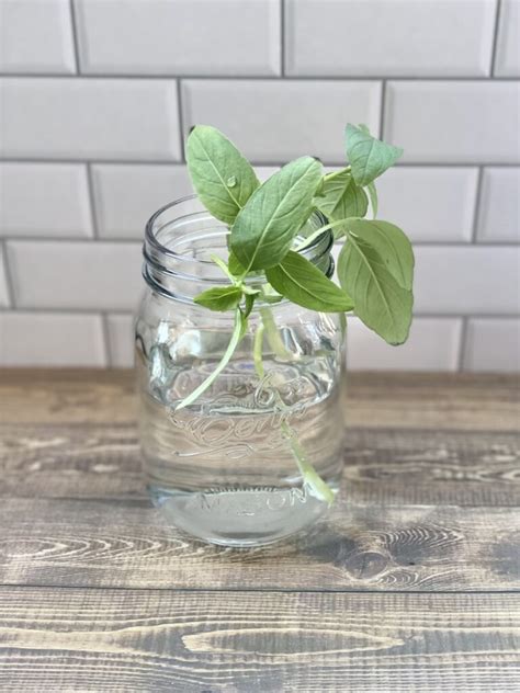 How To Store Fresh Basil So It Stays Fresh