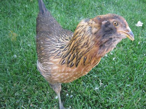 Can You Be Sure On Sex At 13 Weeks Are We Roos Backyard Chickens Learn How To Raise Chickens