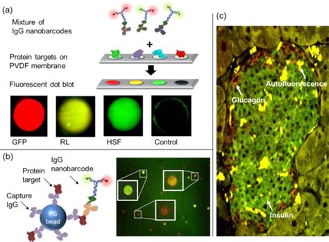 A Universal Dna Based Protein Detection System Abstract Europe Pmc