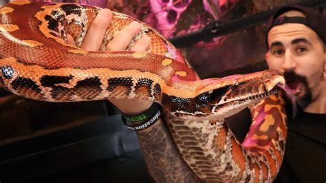 Full Grown Blood Python Size Care And Breeding Vital Frog Full Grown Blood Python Size Care And Breeding Vital Frog