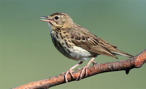 Tree Pipit Facts Identification Diet Migration Info Etc Binocular
