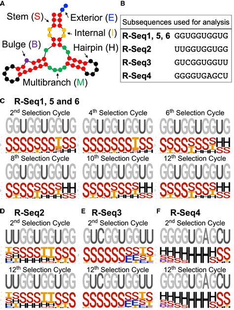Ht Selex Based Identification Of Binding Pre Mirna Hairpin Motif For Small Molecules Molecular