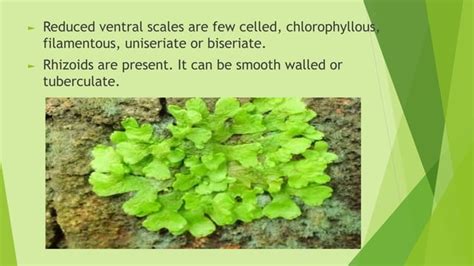 Cyathodium Bryophyte Morphology Anatomy Reproduction Etc Pptx
