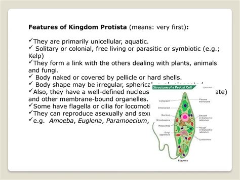 Kingdom Protista And Its Characteristics Pptx
