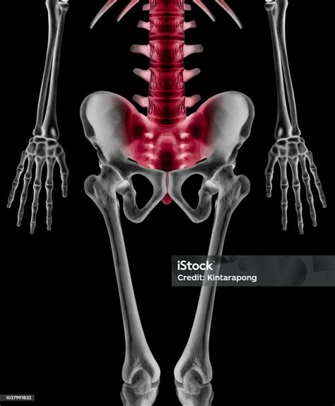 낮은 절반 길이 인간의 뼈대 앞쪽 보기의 천 골 요 추 척추에 빨간색 하이라이트 뼈 통증 영역3d 의료 일러스트 레이 션인간의 해부학과 의료 개념블랙 배경 X 선 Mri