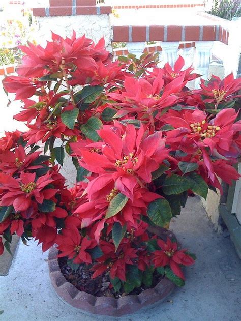 Flor De Pascua O Pascuero De Navidad Sierra Bella Viveros