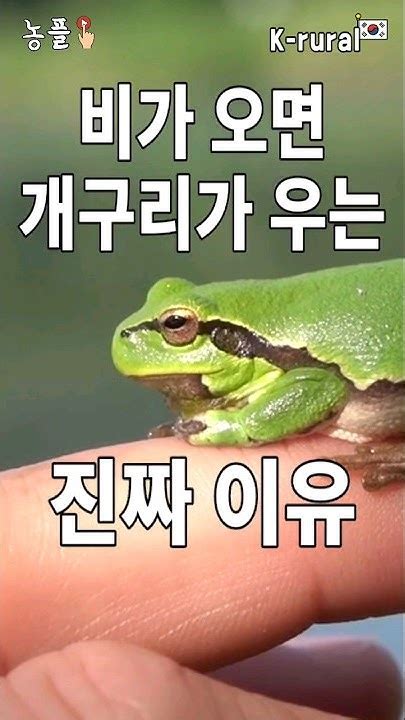 비가 오면 개구리가 우는 진짜 이유 Korean Rural 농플 개구리소리 개구리울음소리 Shorts Youtube