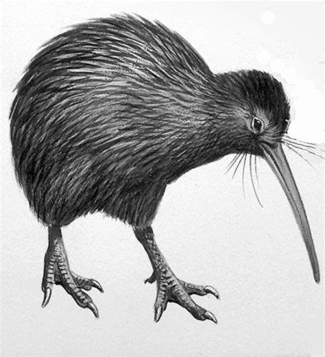 Drawing Of A Kiwi Bird Drawing Tips Guide