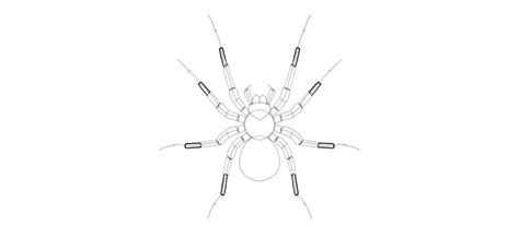 How To Draw A Spider Step By Step