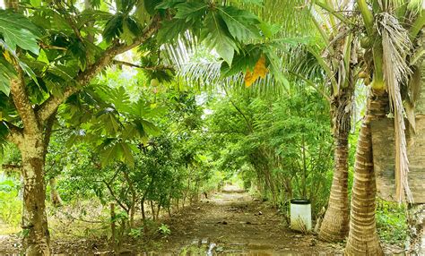 ‘ulu In Tonga Hawaiʻi ʻulu Cooperative