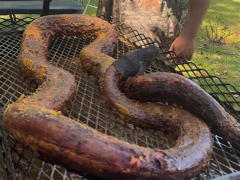 Video Shows Man Cooking Burmese Python