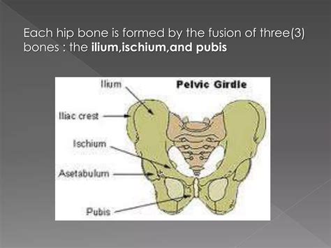 Pelvic Girdle Pelvic Girdle Consists Of Three Fused