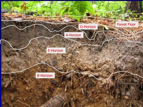 Ppt The Soil Profiles And Soil Profile Description Soil Pits Road